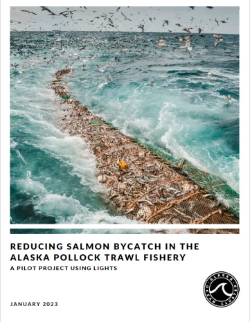 Reducing Salmon Bycatch in the Alaska Pollock Trawl Fishery: A pilot ...